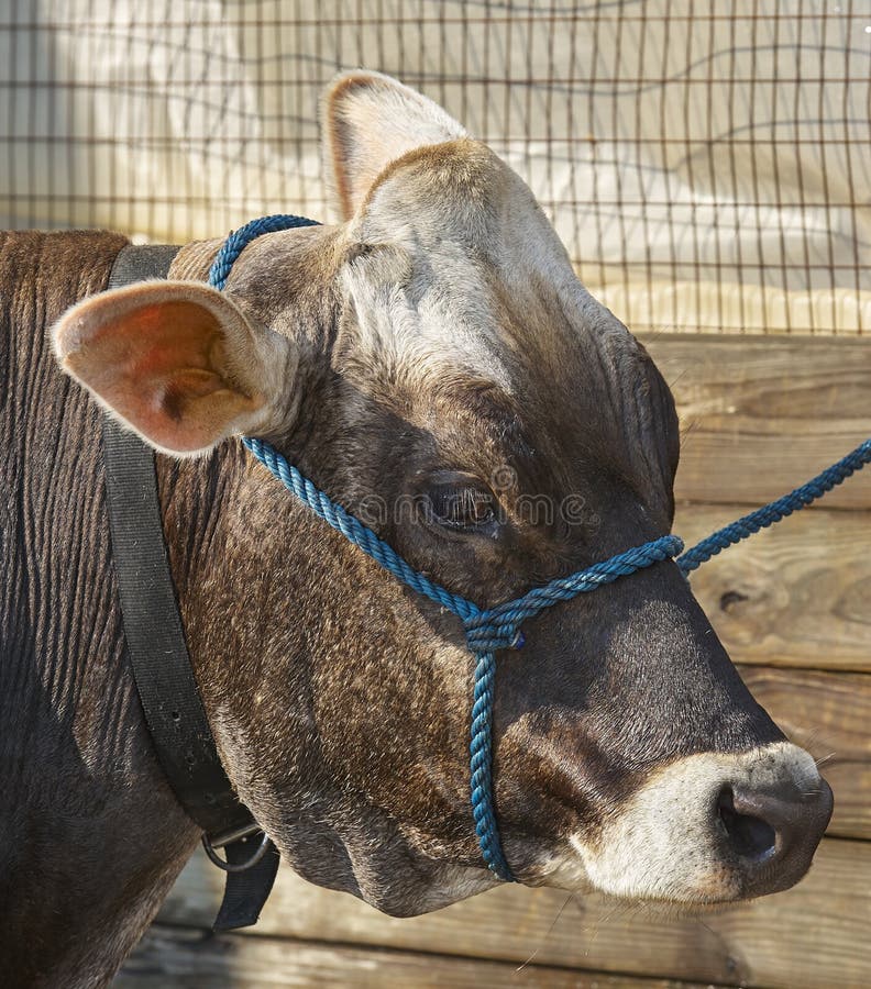 Prized Bull Halteredvto Stall Stock Photo - Image of fair, county ...