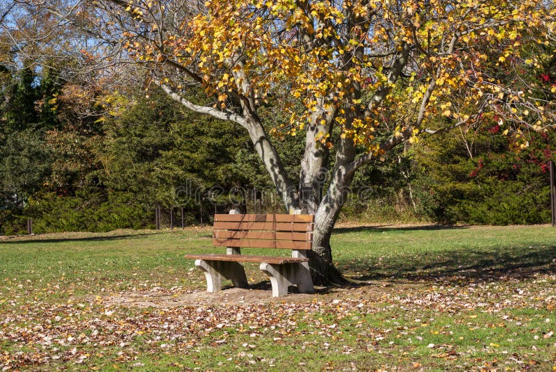 Prk Bench Under a Tree with Fallen Leaves Around it Stock Image - Image ...
