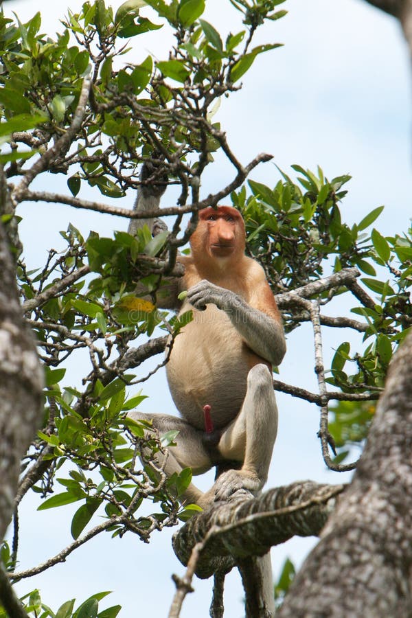 Mono De Probóscide Masculino, Sabah, Malasia, Borneo Imagen de archivo ...