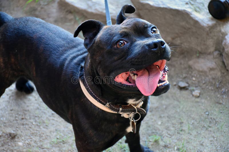 Crazy and smiley Steak stock image. Image of summer - 127392939