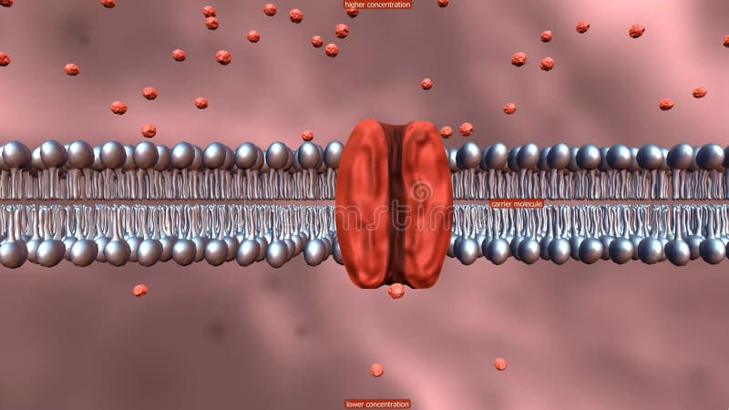 Cell Transport Refers To the Movement of Substances Across the Cell ...