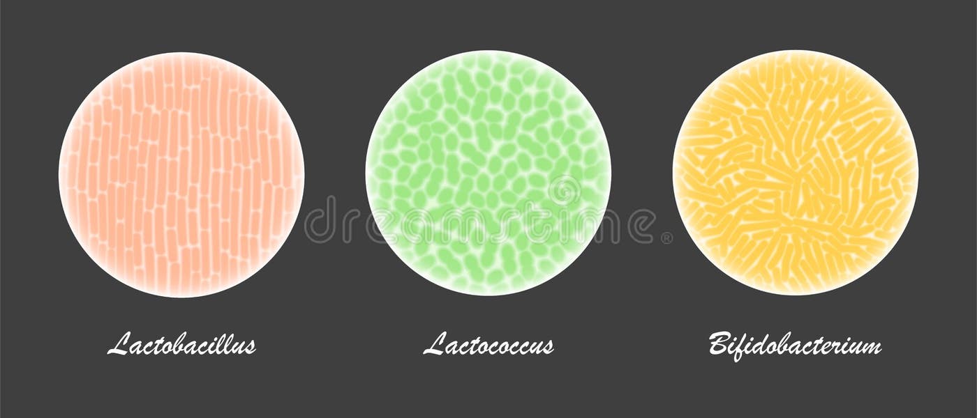 Useful Microorganisms Stock Illustrations – 46 Useful Microorganisms ...