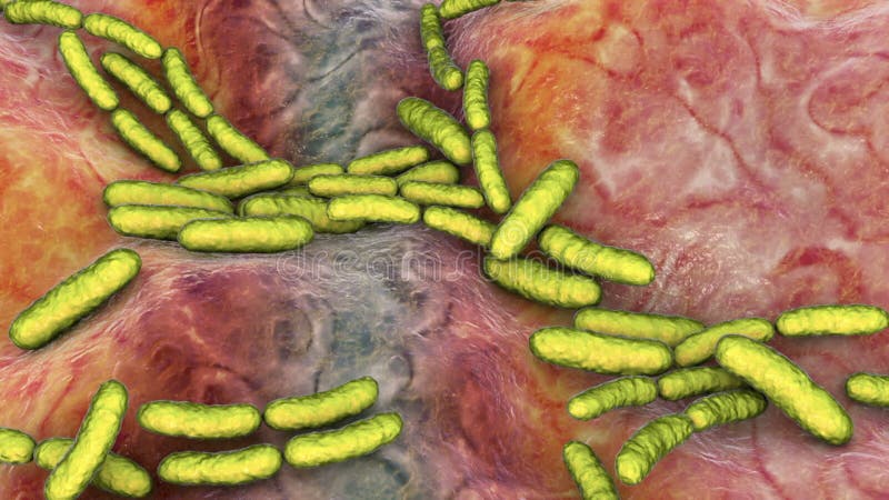 Probiotic Bacteria Lactobacillus in Human Intestine Stock Footage ...