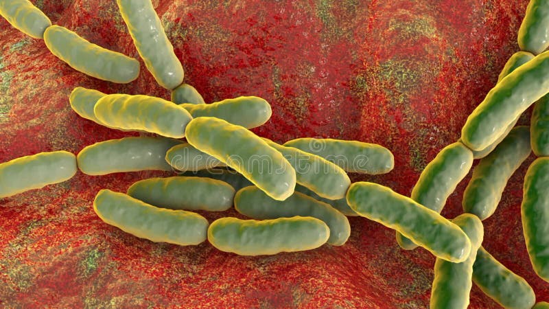 Probiotic Bacteria Lactobacillus in Human Intestine Stock Video - Video ...