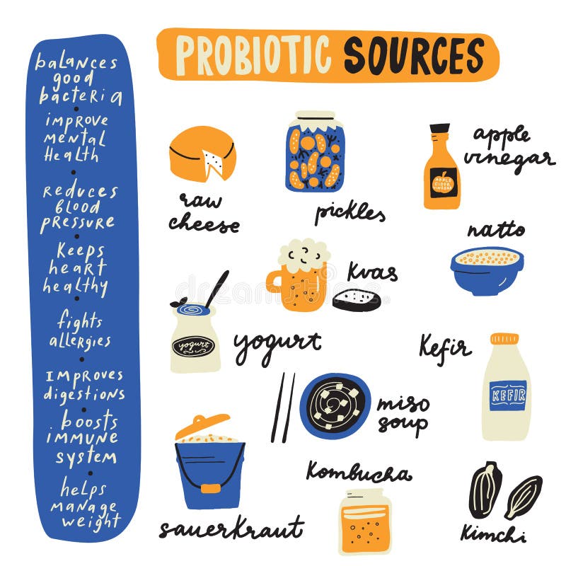 Probiotic Sources. Hand Drawn Infographic Poster with Probiotic Foods ...