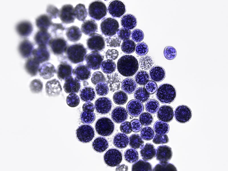 Microscopic Microorganisms Under the Microscope in a Soil Sample Stock ...