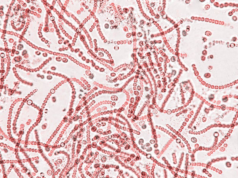 Microscopic Microorganisms Under the Microscope in a Soil Sample Stock ...