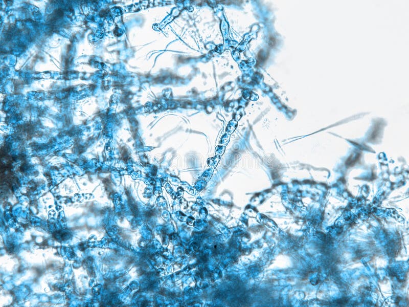 Probiotics, Bacteria on White Background. Bacteria and Microorganisms ...
