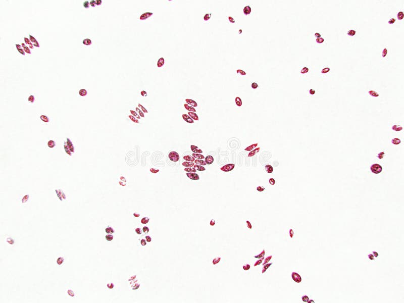 Probiotics, Bacteria on White Background. Bacteria and Microorganisms ...