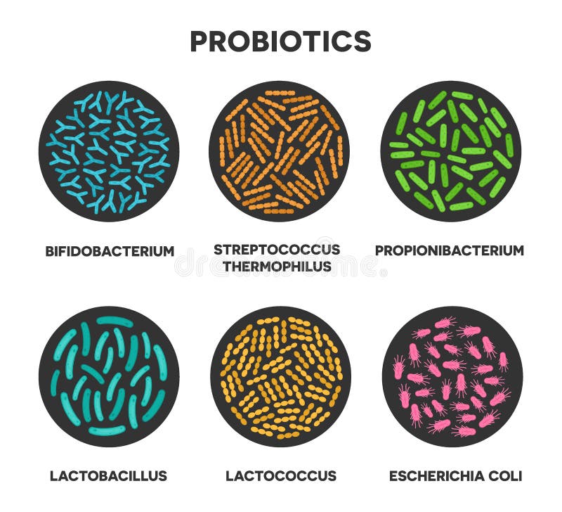Probiotics in a Circle. Microscopic Probiotics Stock Vector ...