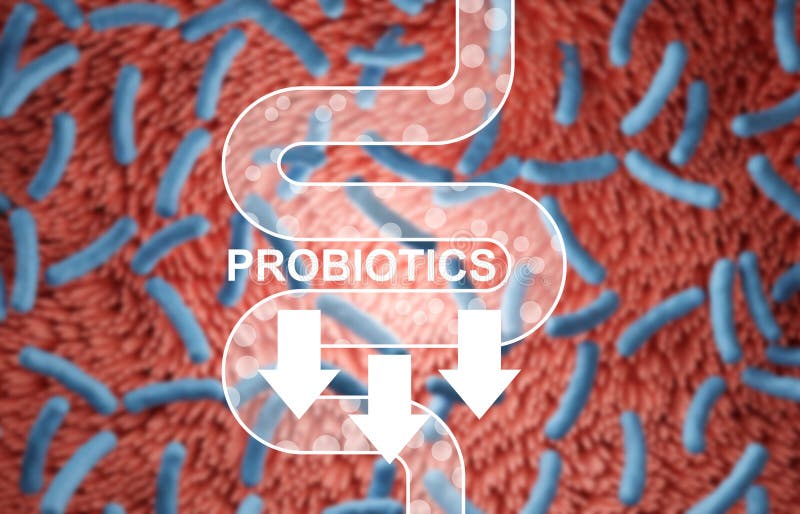 Probiotics Concept. Human Microbiome of Digestive System Stock ...
