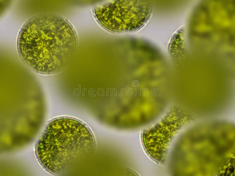 Probiotics, Lactic Acid Bacteria. Algae, Bacteria and Microorganisms ...