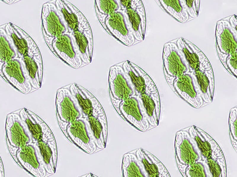 Probiotics, Lactic Acid Bacteria. Algae, Bacteria and Microorganisms ...