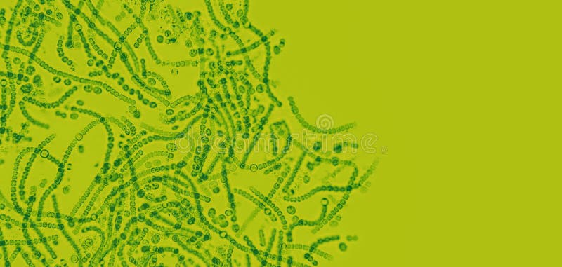 Probiotics, Lactic Acid Bacteria. Algae, Bacteria and Microorganisms ...