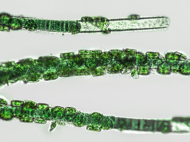 Probiotics, Lactic Acid Bacteria. Algae, Bacteria and Microorganisms ...