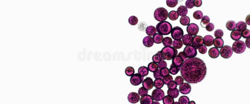 Probiotics, Lactic Acid Bacteria. Algae, Bacteria and Microorganisms ...