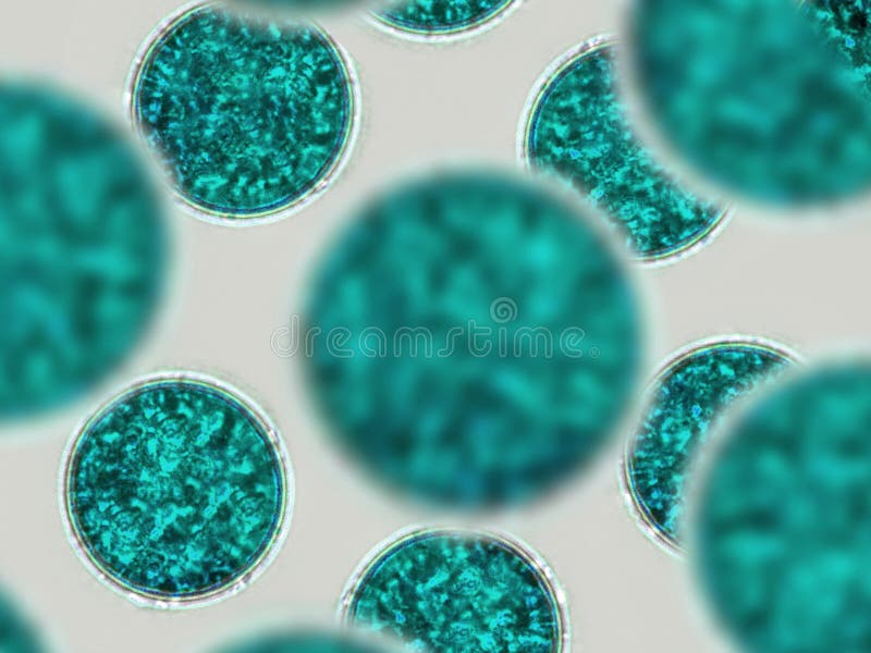 Probiotics, Lactic Acid Bacteria. Algae, Bacteria and Microorganisms ...