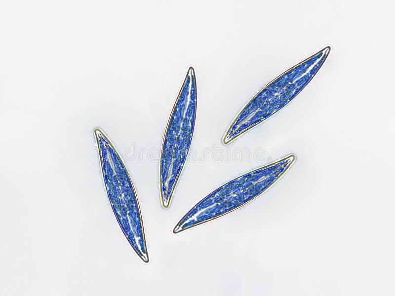 Probiotics, Lactic Acid Bacteria. Algae, Bacteria and Microorganisms ...