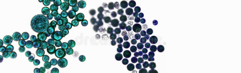 Probiotics, Lactic Acid Bacteria. Algae, Bacteria and Microorganisms ...