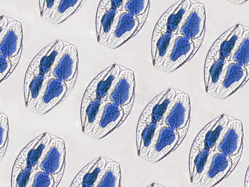 Probiotics, Lactic Acid Bacteria. Algae, Bacteria and Microorganisms ...