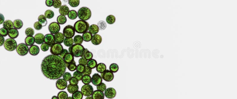 Probiotics, Lactic Acid Bacteria. Algae, Bacteria and Microorganisms ...