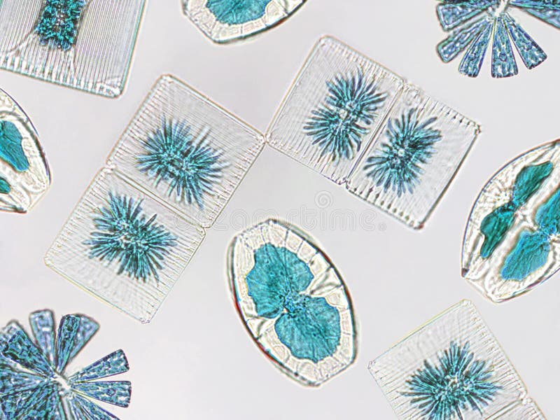 Probiotics, Lactic Acid Bacteria. Algae, Bacteria and Microorganisms ...