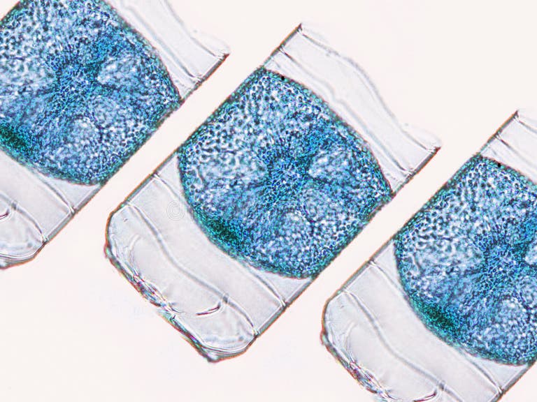 Probiotics, Lactic Acid Bacteria. Algae, Bacteria and Microorganisms ...