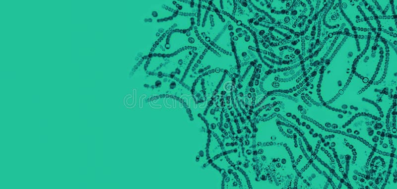 Probiotics, Lactic Acid Bacteria. Algae, Bacteria and Microorganisms ...