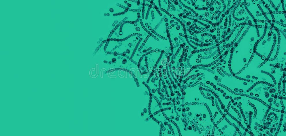 Probiotics, Lactic Acid Bacteria. Algae, Bacteria and Microorganisms ...