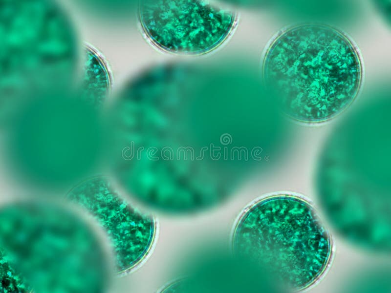 Probiotics, Lactic Acid Bacteria. Algae, Bacteria and Microorganisms ...