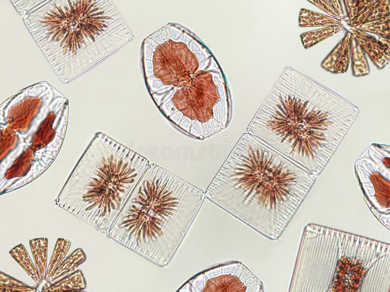 Probiotics, Lactic Acid Bacteria. Algae, Bacteria and Microorganisms ...