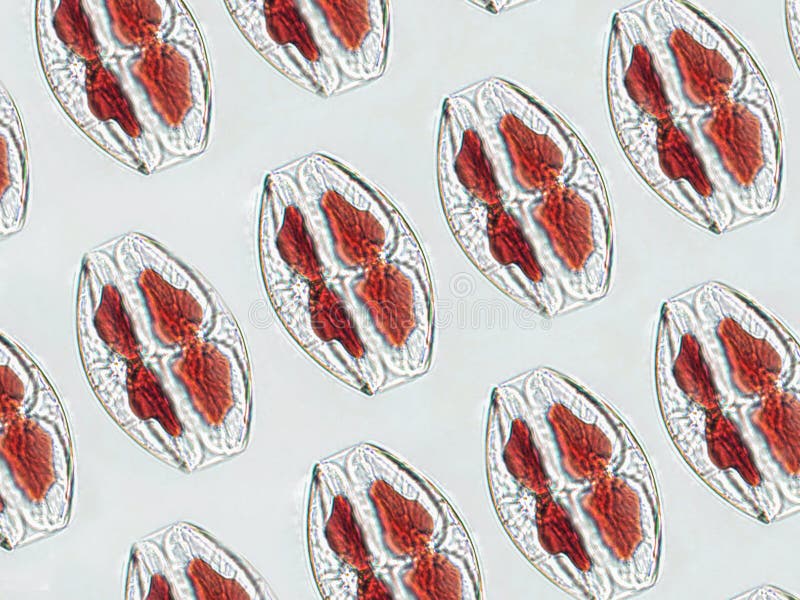 Probiotics, Lactic Acid Bacteria. Algae, Bacteria and Microorganisms ...