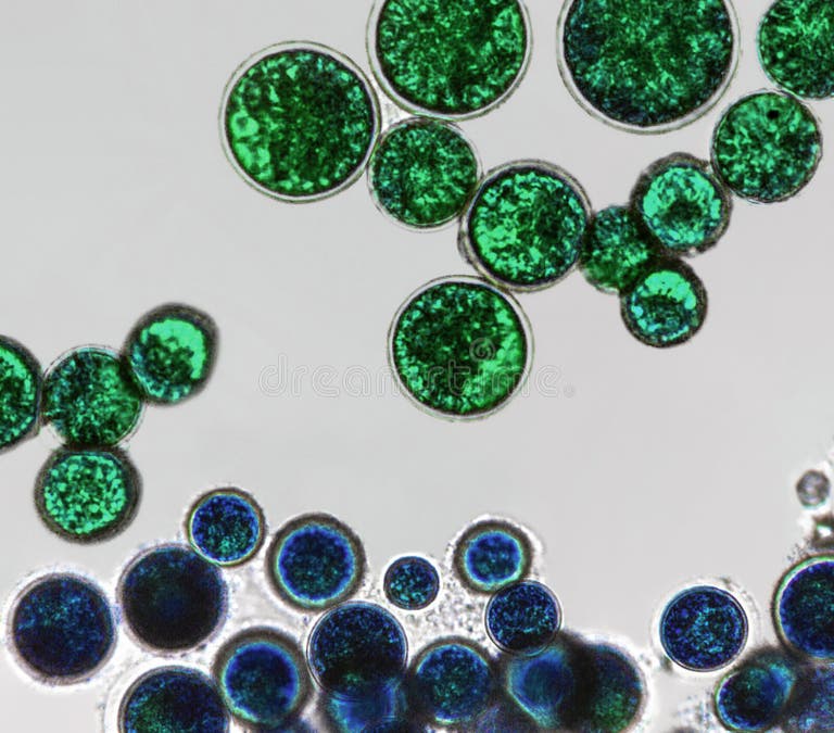 Probiotics, Lactic Acid Bacteria. Algae, Bacteria and Microorganisms ...