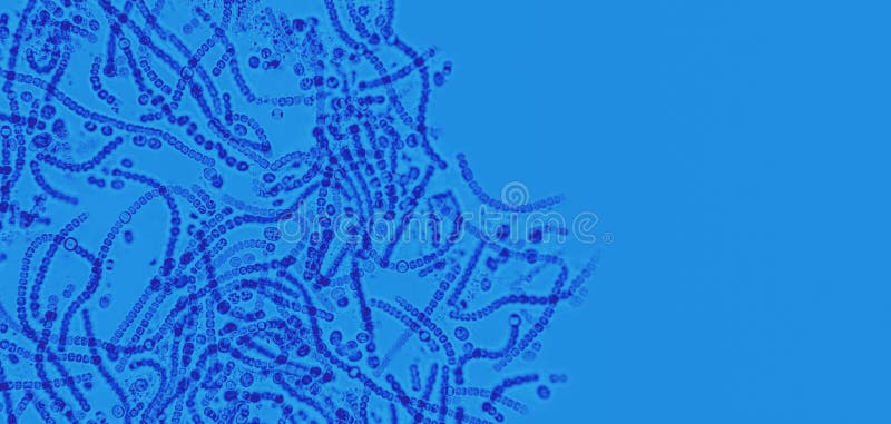 Probiotics, Lactic Acid Bacteria. Algae, Bacteria and Microorganisms ...