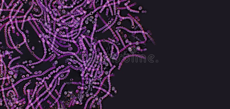 Probiotics, Lactic Acid Bacteria on Black Background. Bacteria and ... Probiotics, Lactic Acid Bacteria on Black Background. Bacteria and ...