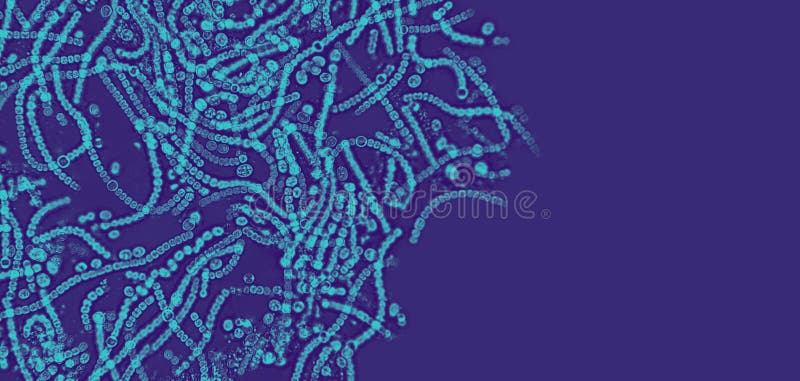 Probiotics. Lactic Acid Bacteria. Good Bacteria and Microorganisms for ...