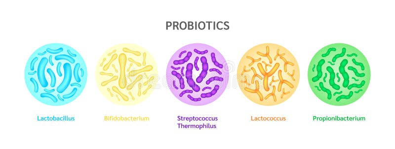 Probiotics. Lactic Acid Bacteria. Good Bacteria and Microorganisms for ...