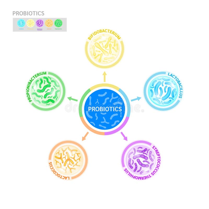 Probiotics Lactic Acid Bacterium in Milk Stock Vector - Illustration of ...