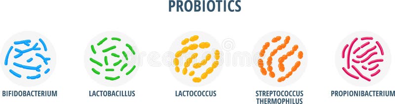 Probiotics Types: Bifidobacterium, Lactobacillus, Lactococcus ...