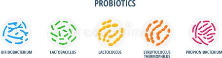 Probiotics Types: Bifidobacterium, Lactobacillus, Lactococcus ...
