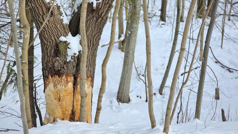 Problem - Beavers are Damaging Large Tree Stock Image - Image of ...