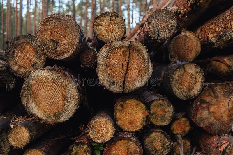 Deforestation. Tree Cutting. Removal of Trees for Urban Development ...
