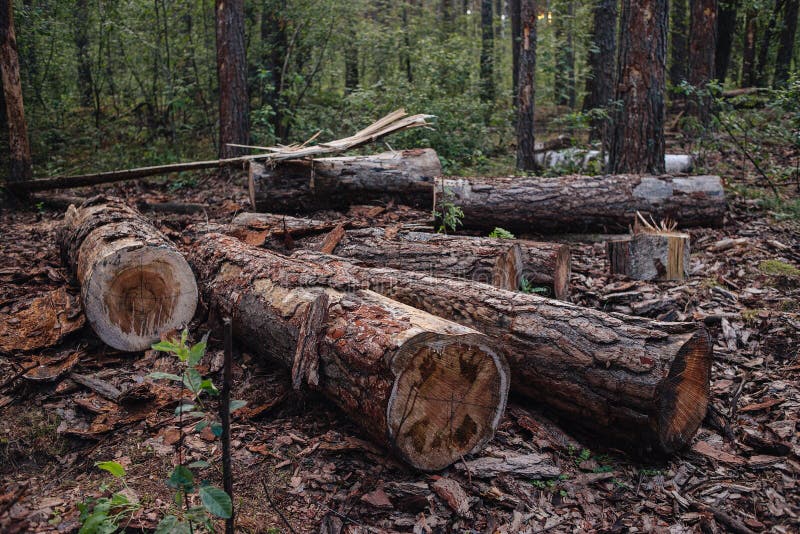 The Problem of Deforestation. Cutting Down Trees, Cutting Down Trees ...