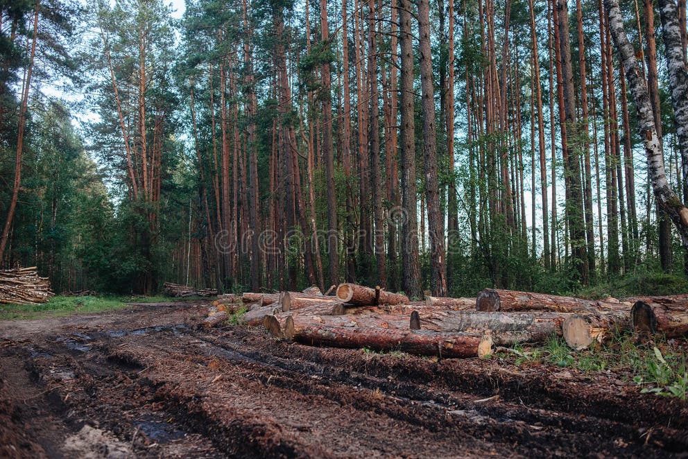The Problem of Deforestation. Cutting Down Trees, Cutting Down Trees ...