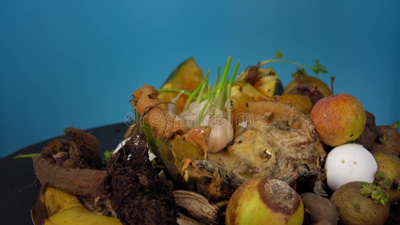 Spoiled Zucchini with Root. Bad Harvest. Agriculture. Selective Focus ...