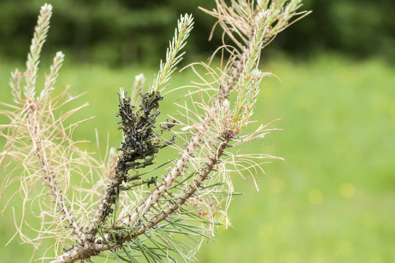 Problem in Pine Forest. Pine Sawfly Attack To Pine Tree- Larvae Feed on ...