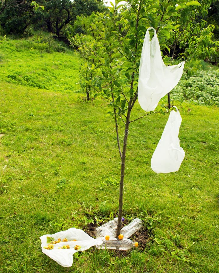 The Problem with Pollution. Package Hangs on a Tree Stock Image - Image ...