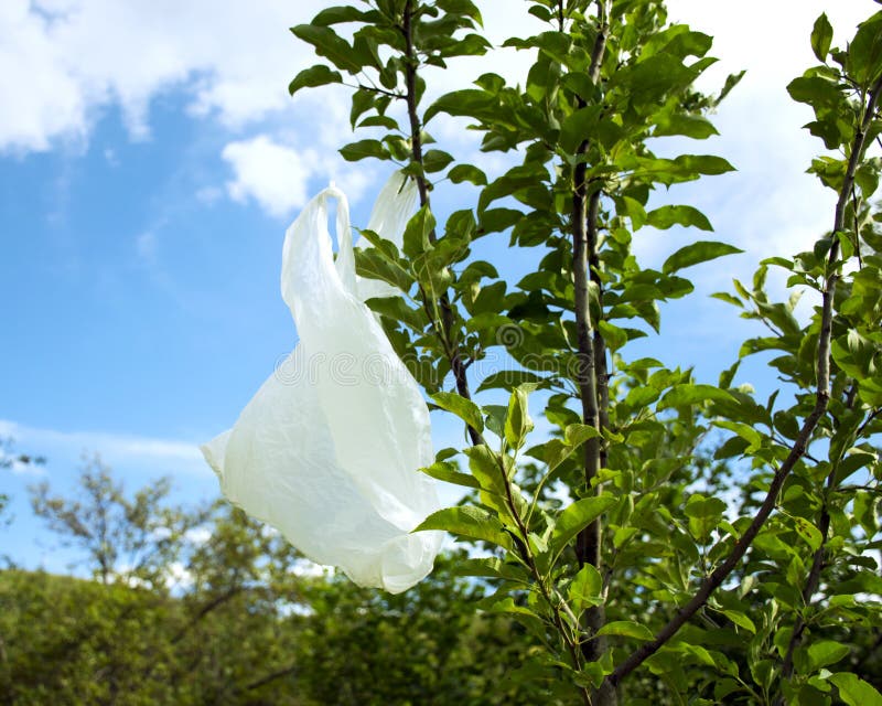The Problem with Pollution. Package Hangs on a Tree Stock Image - Image ...