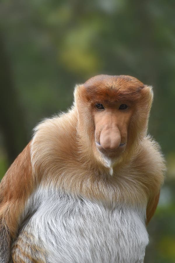 Probocius Monkey Aka Bekantan Stock Photo - Image of reflection, nature ...