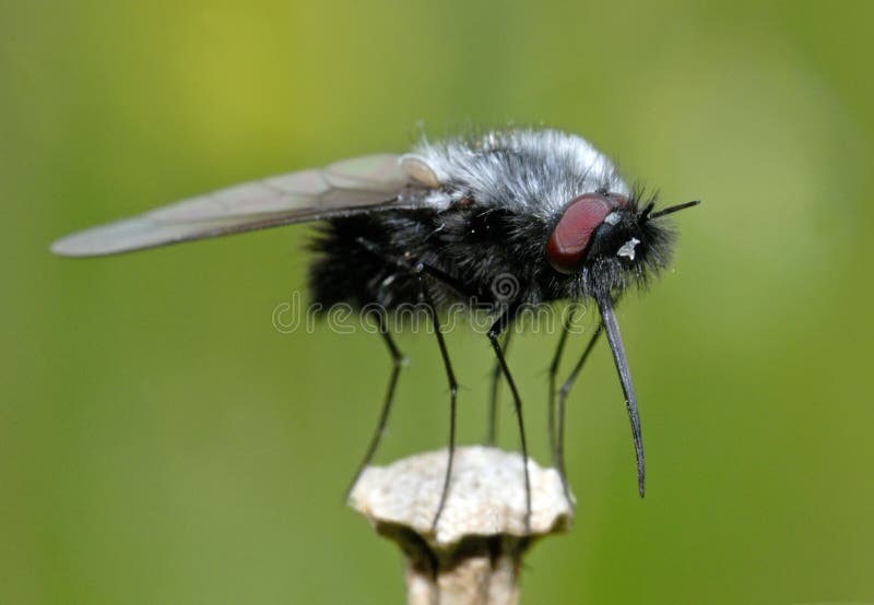 3,844 Proboscide Foto - Foto Stock Gratis e Royalty-Free da Dreamstime